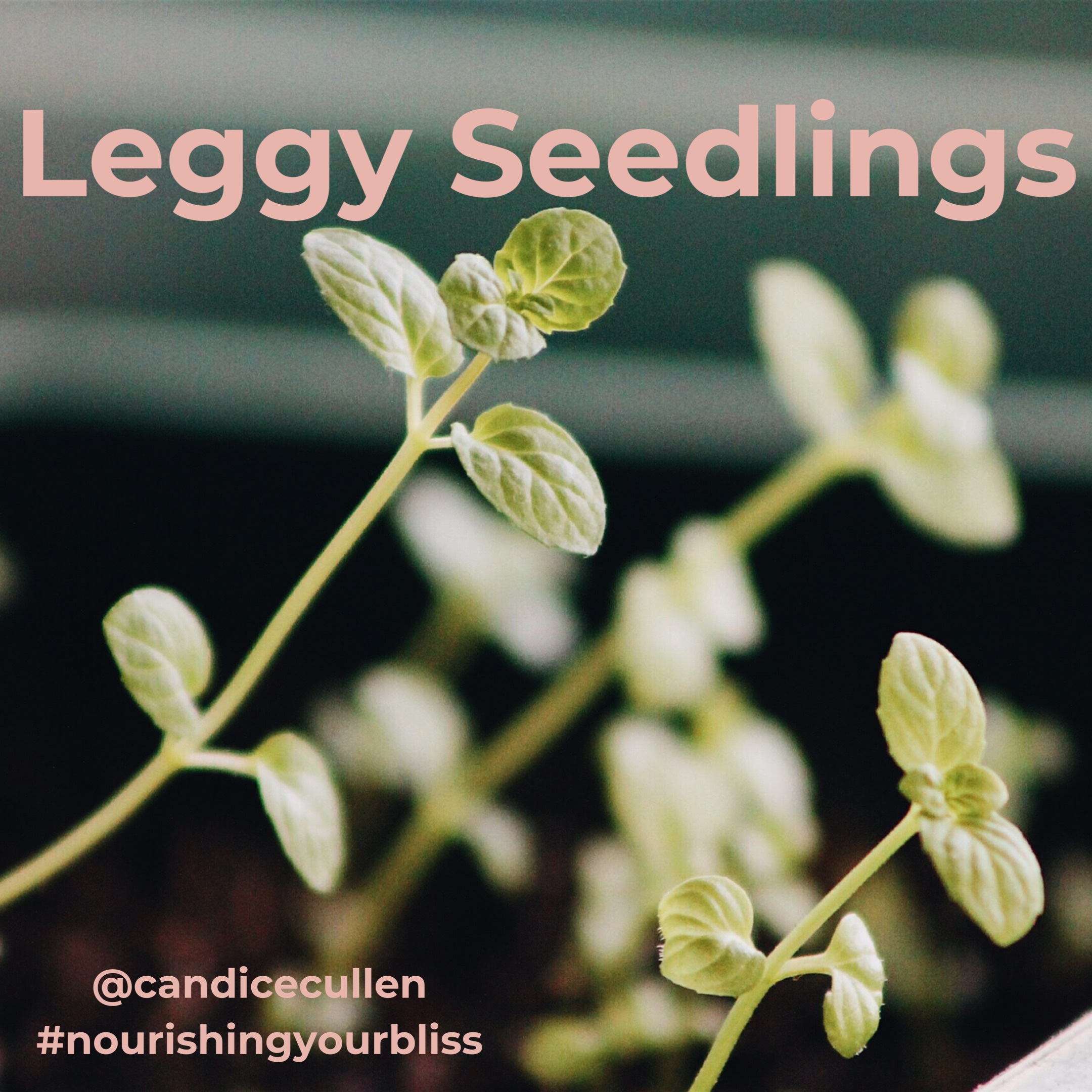 Leggy Seedlings – Candice Cullen Holistic Nutritionist, Herbalist ...